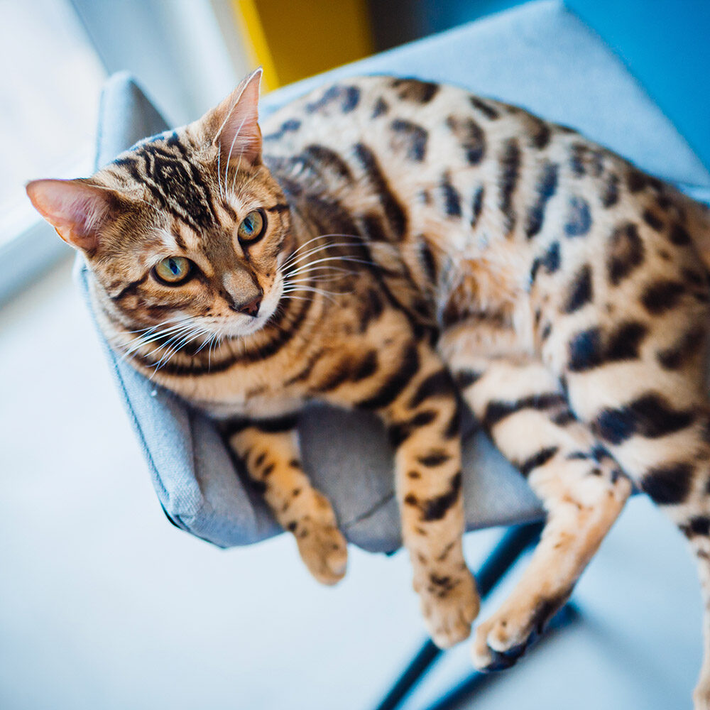 Total Bite Cat Adult 2 kg - Total Bite